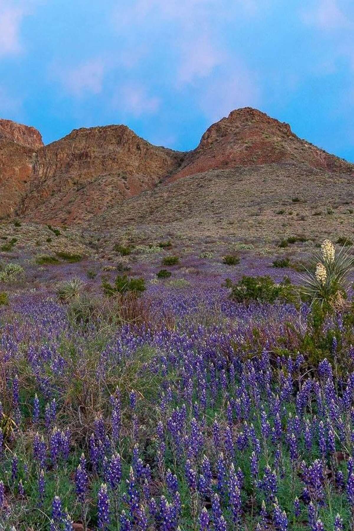Texas bluebonnet season is almost here - an expert photographer weighs ...
