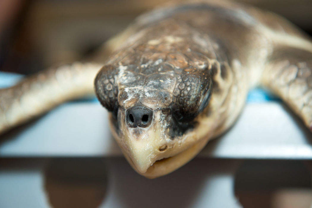 Houston Zoo treats 3 sea turtles