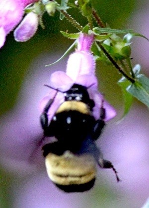 Native bees abound in Texas gardens