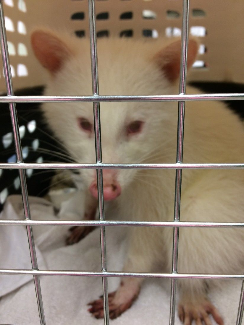 Rare albino raccoon rescued by TWRC Wildlife Center