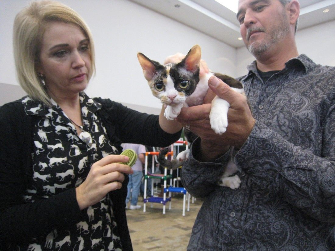 Humble Civic Center welcomes thousands of cats, cat lovers