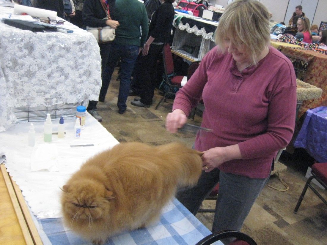 Humble Civic Center welcomes thousands of cats, cat lovers