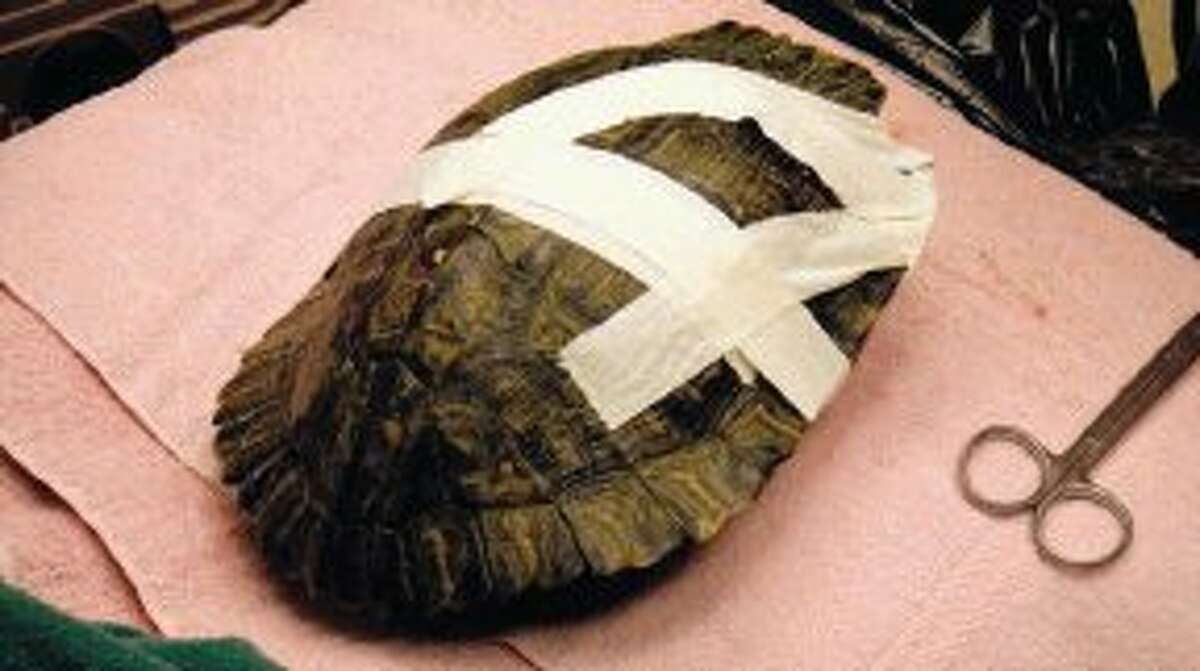 Is it a turtle or a tortoise?