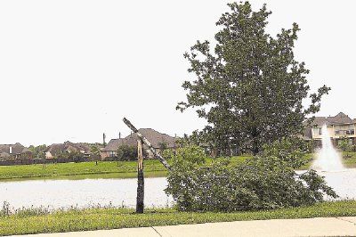 Tree identification book from the Arbor Day Foundation helps identify ...