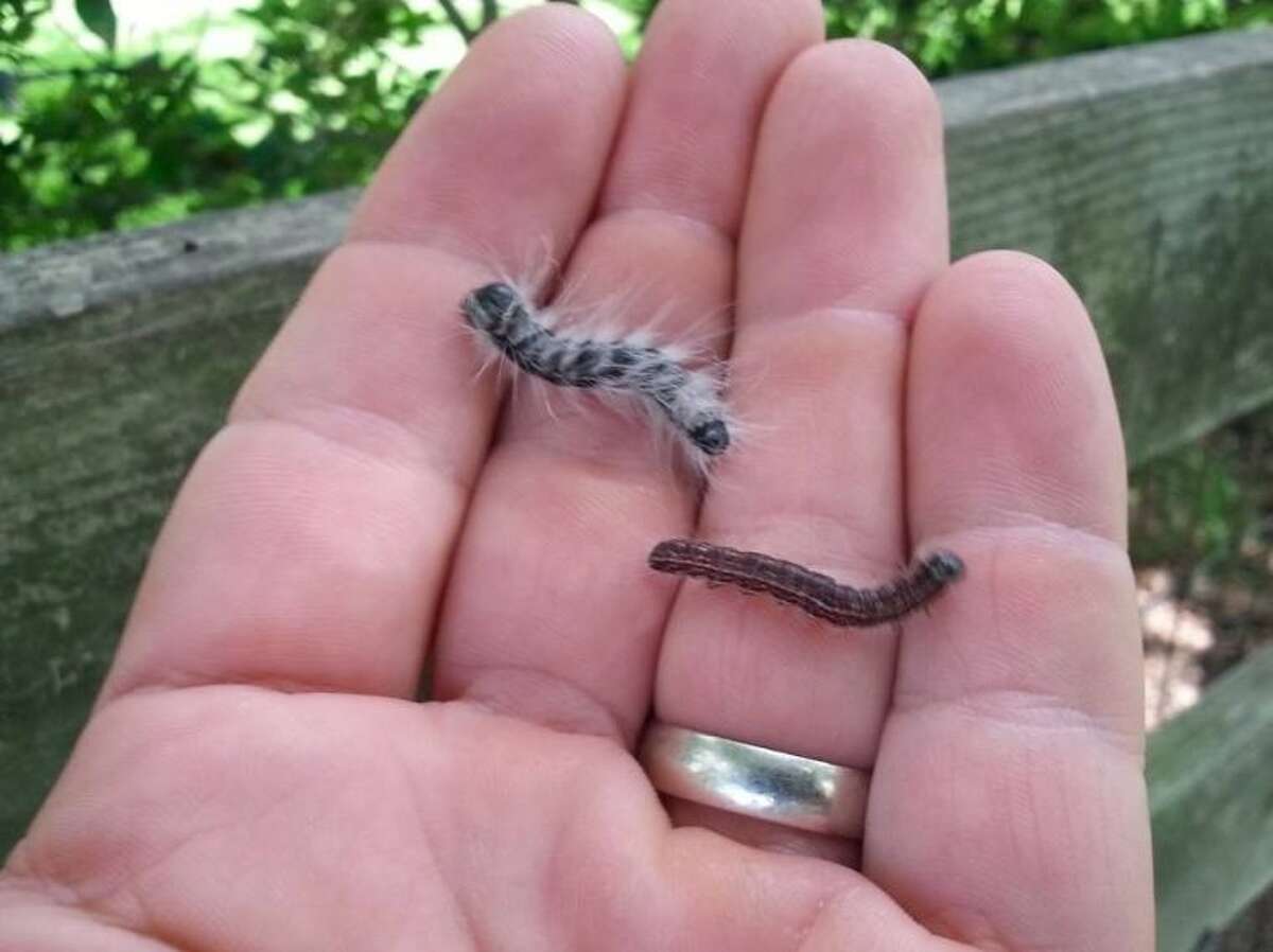 Walnut caterpillars threatening Fort Bend's pecan stock