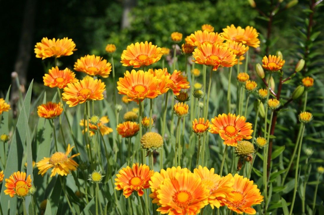 Houston Arboretum to host Native Plant ID classes