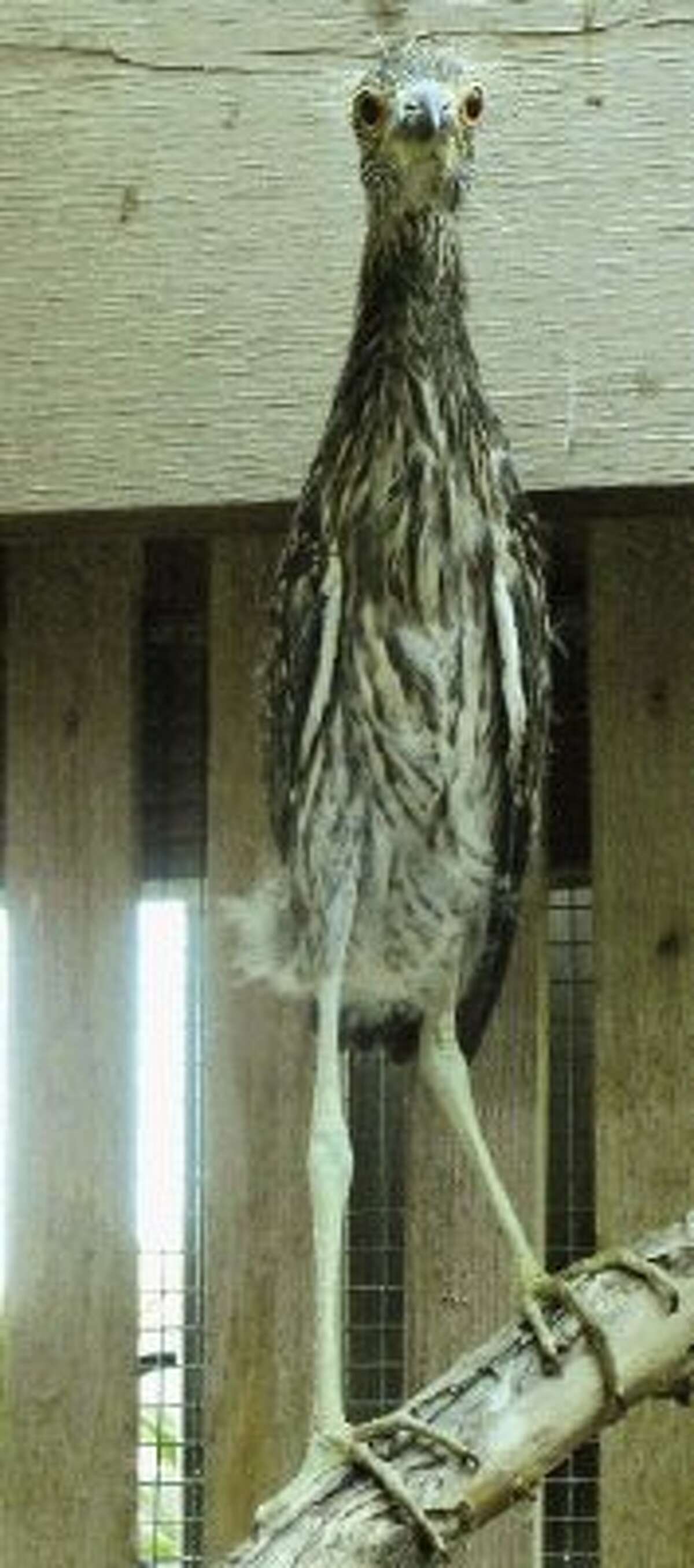 Yellow Crowned Night Herons are a common bird in the Houston area