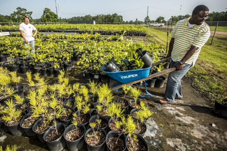 Trees for Houston gives away thousands of seedlings