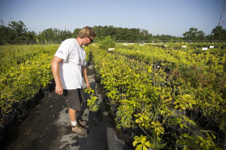 Trees for Houston gives away thousands of seedlings