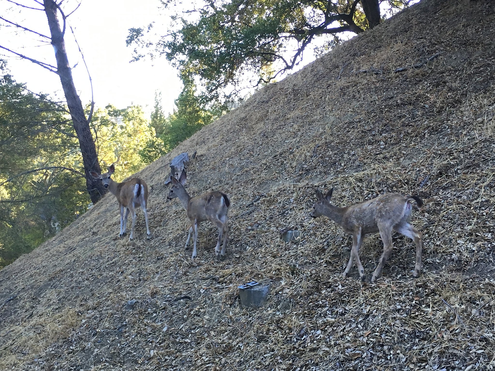 Rush hour for wildlife living in the suburbs