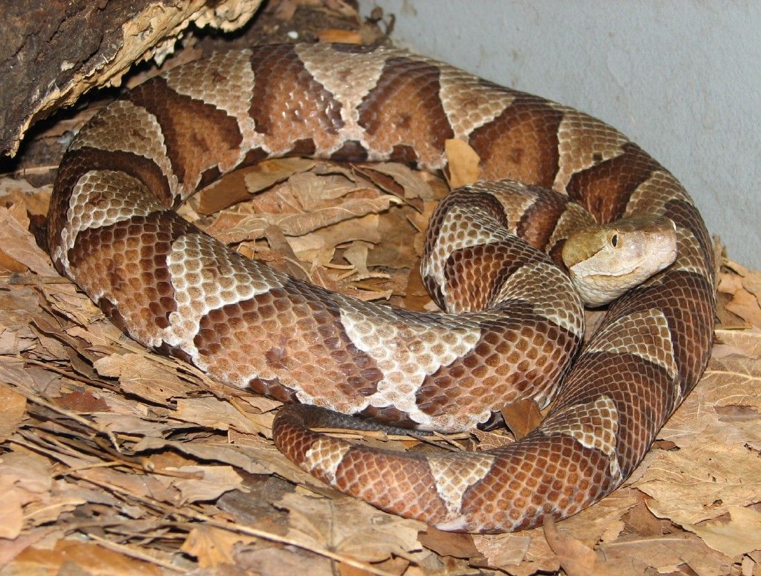 Snakes, snakes, snakes: Texas Wildlife Rehabilitation Coalition ...