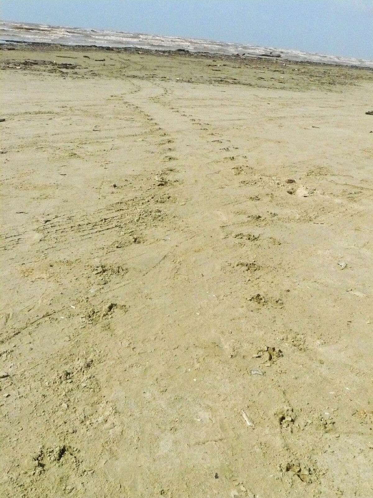 Kemp's Ridley sea turtle spotted at Quintana Beach