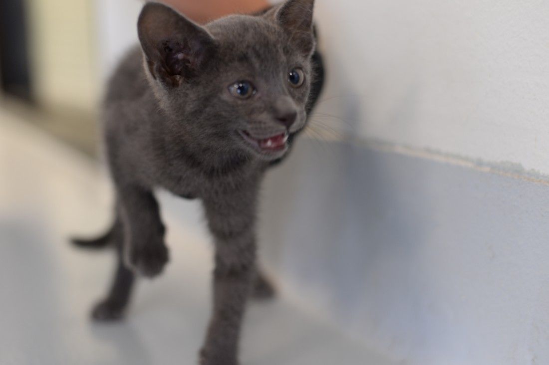 PETA honors officer for kitten rescue