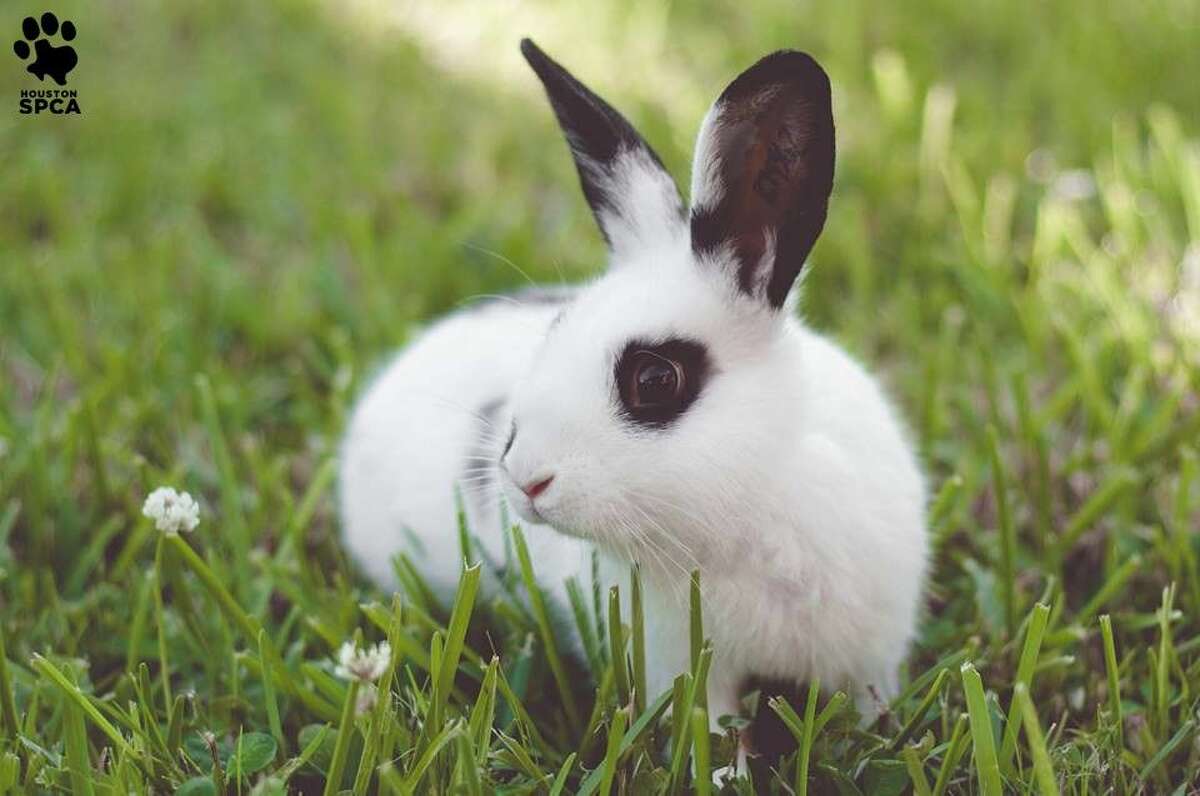 SPCA Pets of the Week