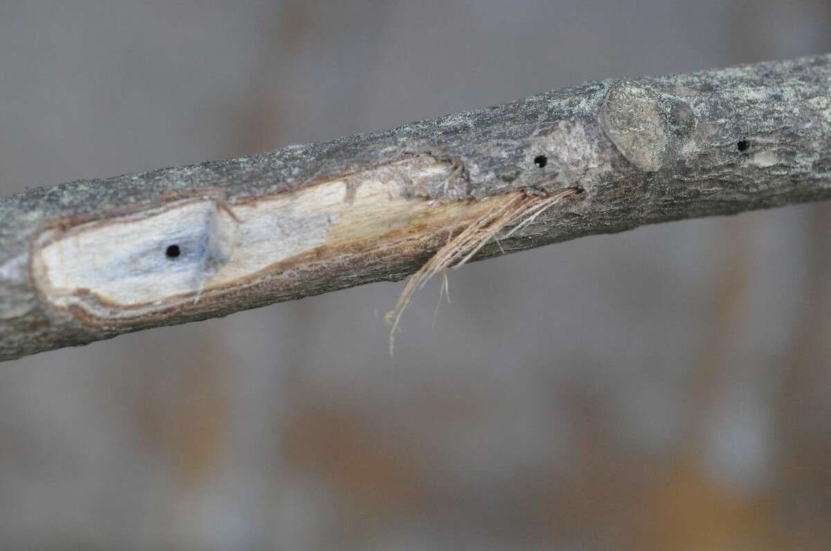 Black Twig Borer posing threat to East Texas trees
