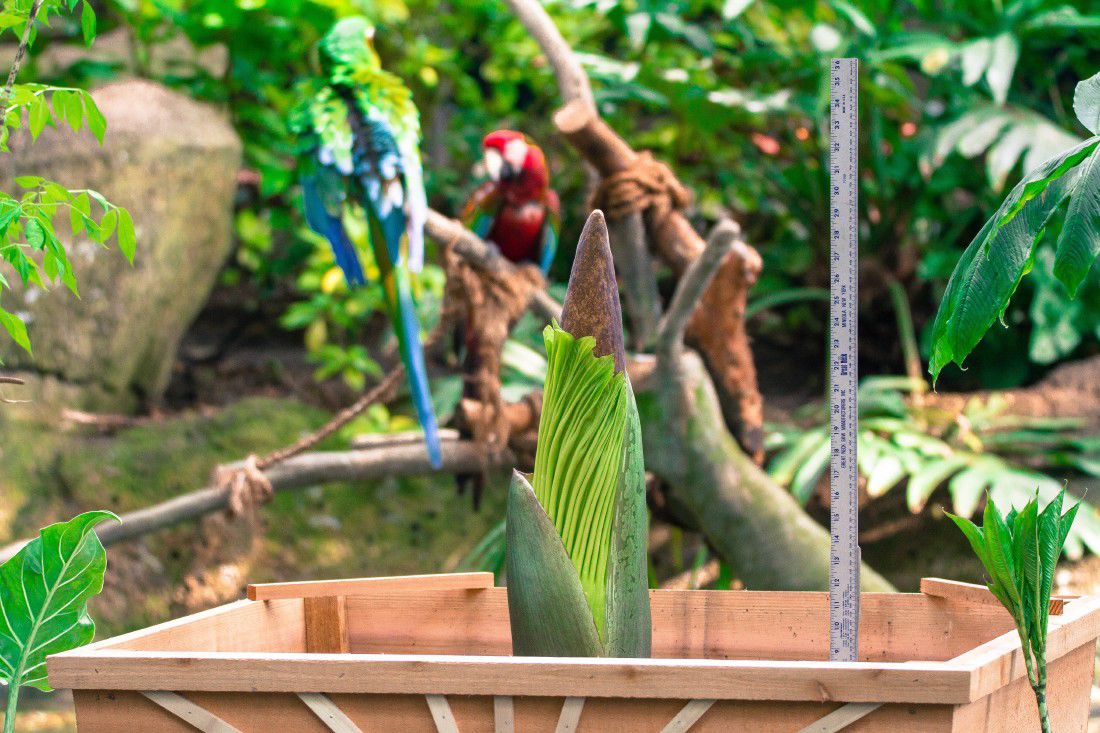Rare corpse flower expected to stink it up again Rare corpse flower expected to stink it up again