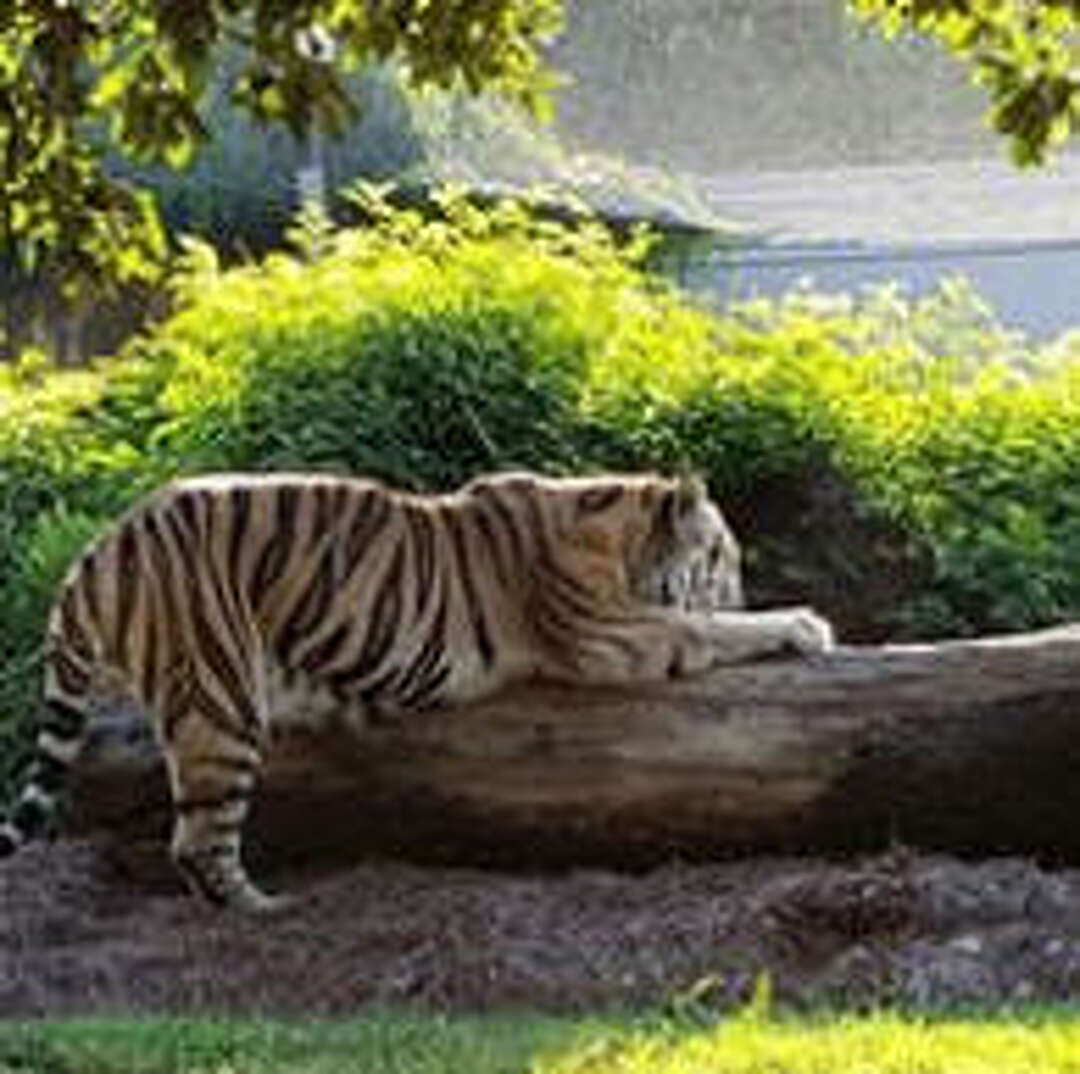 LSU's Mike the Tiger dies after cancer battle