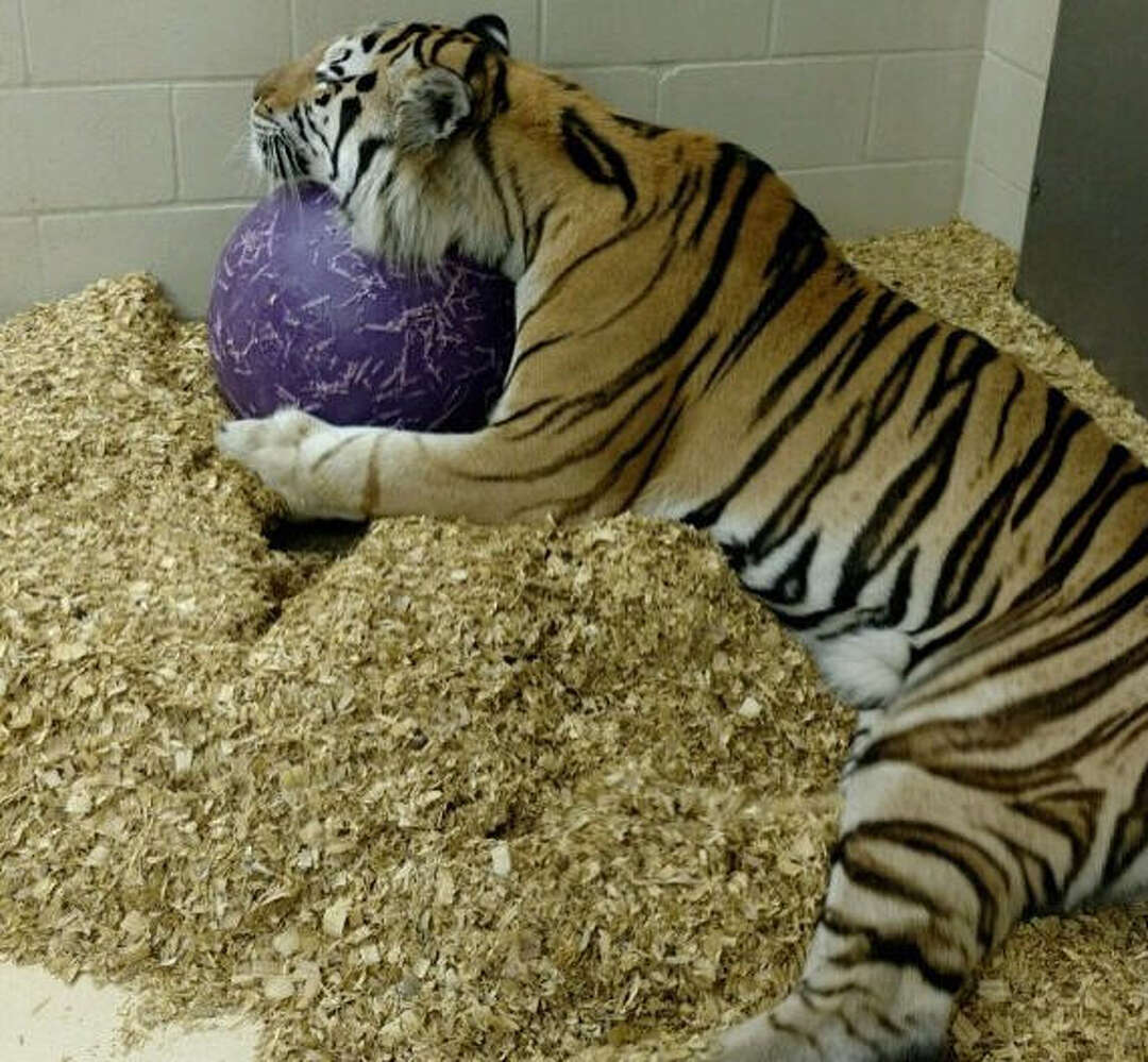 LSU's Mike the Tiger dies after cancer battle