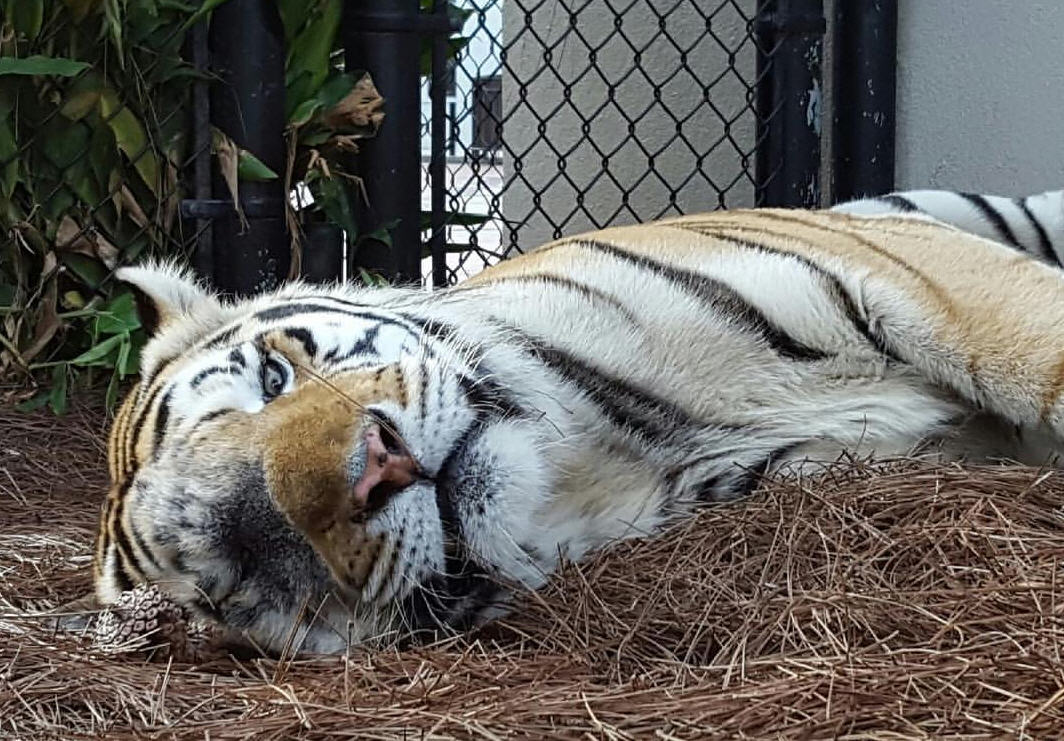 LSU's Mike the Tiger dies after cancer battle