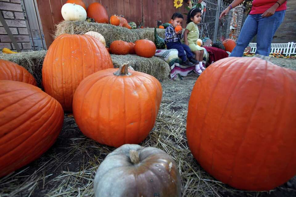 Here's where to find pumpkin patches in San Antonio this fall