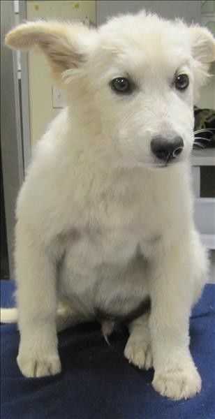 SPCA Pets of the Week