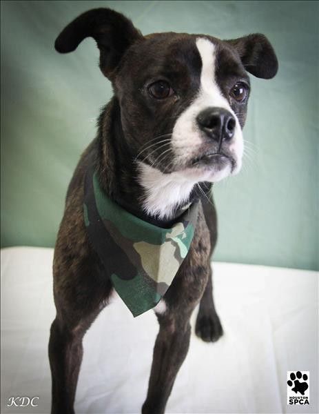 SPCA Pets of the Week