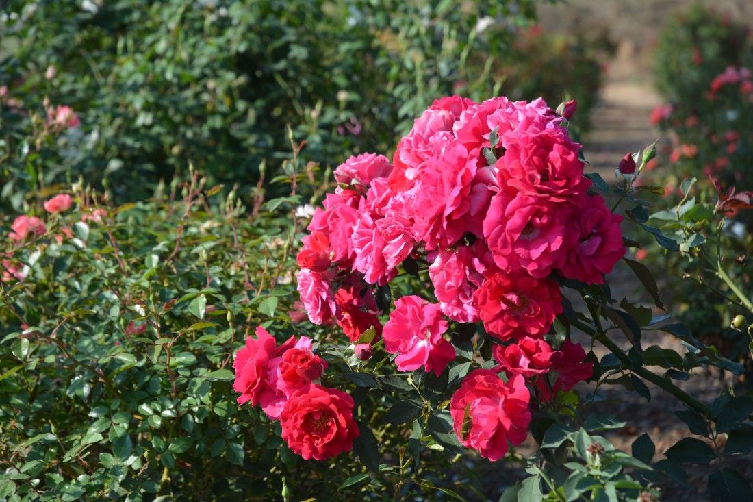 Texas roses must be ‘on’ year round to make the cut