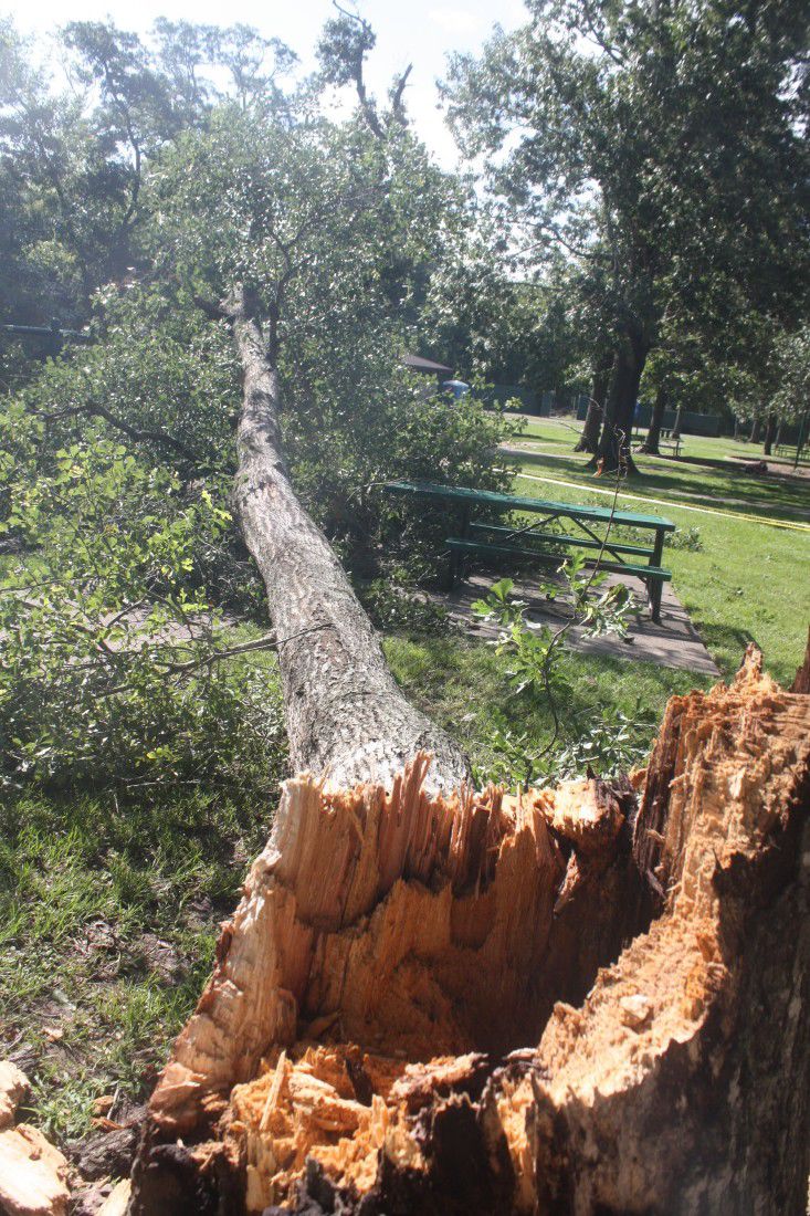 No injuries when tree comes crashing down inside dog park