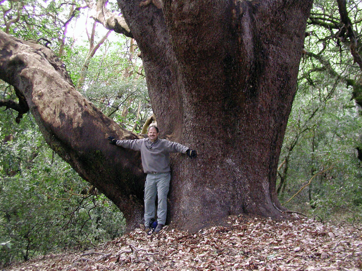 Giant Pacific madrone is a likely victim of Soberanes Fire