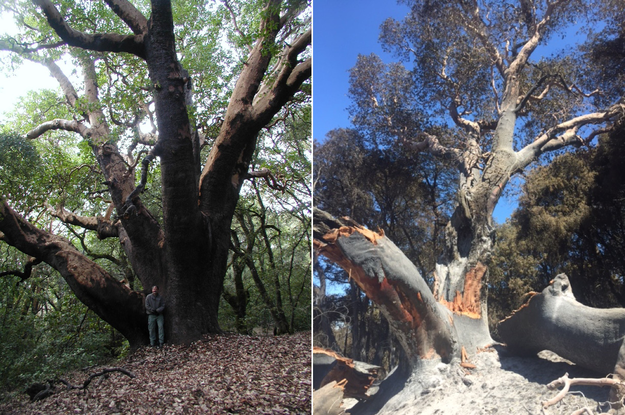 Giant Pacific madrone is a likely victim of Soberanes Fire