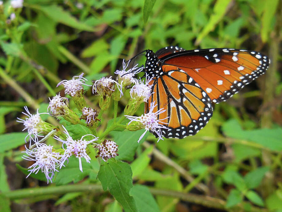 Calvin Finch: Blooms follow on heels of rain, moderate temperatures ...