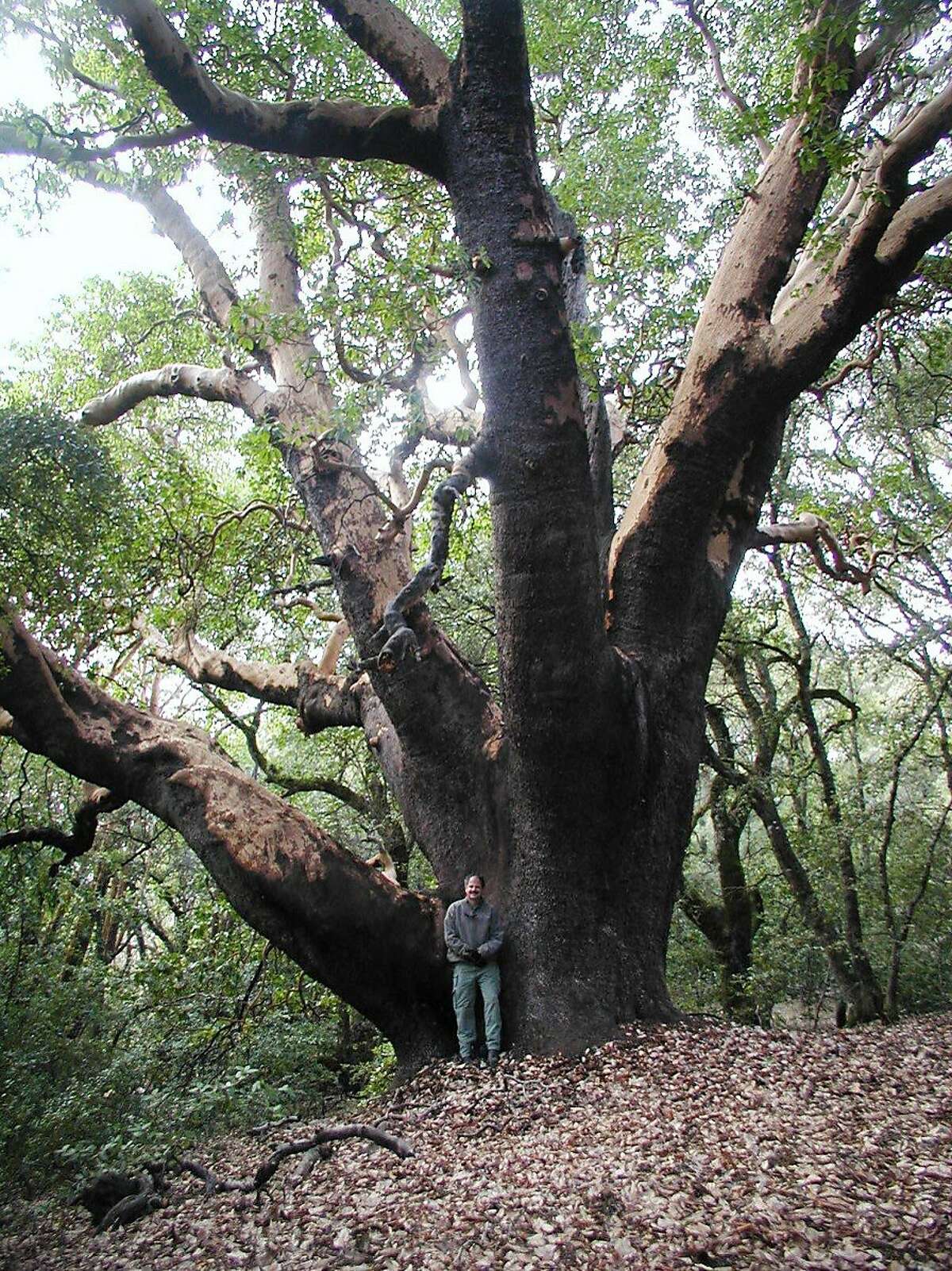 Giant Pacific madrone is a likely victim of Soberanes Fire