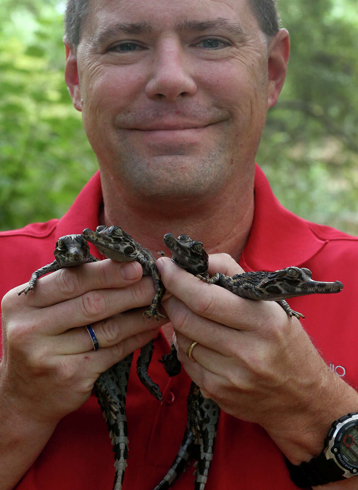 San Antonio Zoo welcomes 12 newborn crocodiles of a highly endangered ...