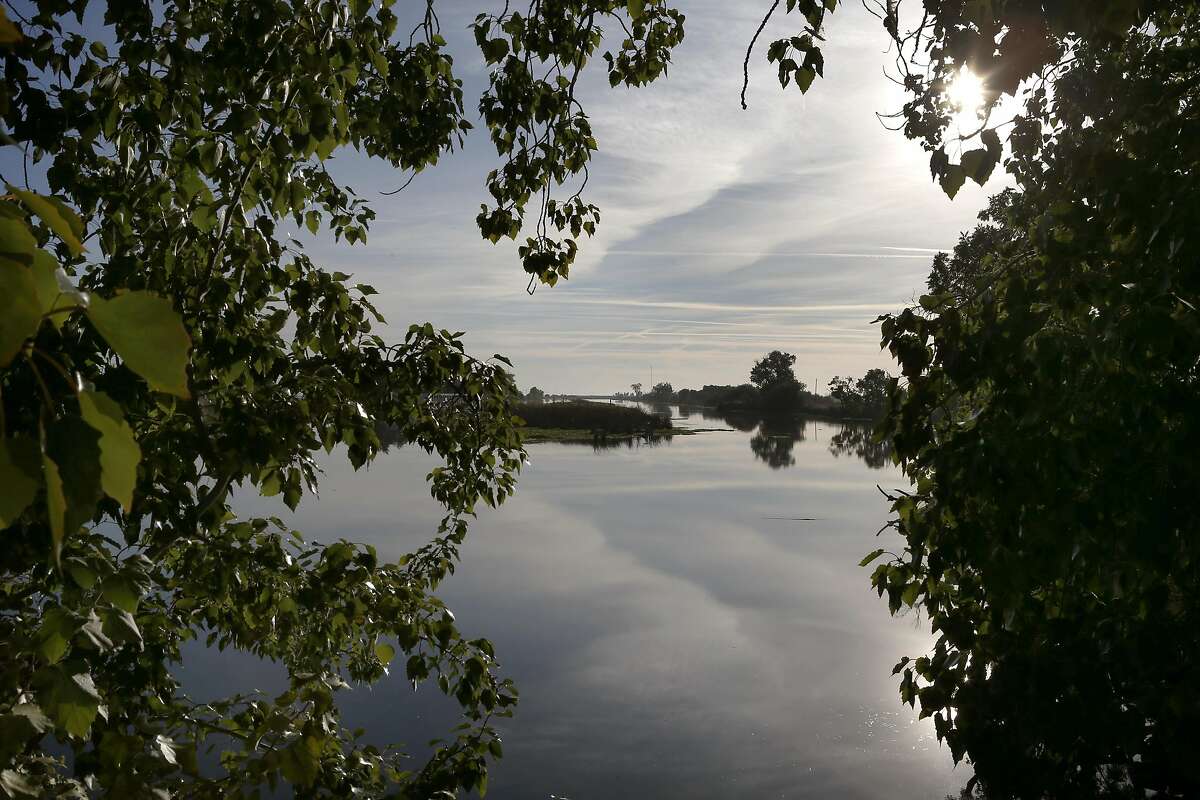 SF Bay ecosystem collapsing as rivers diverted, scientists report