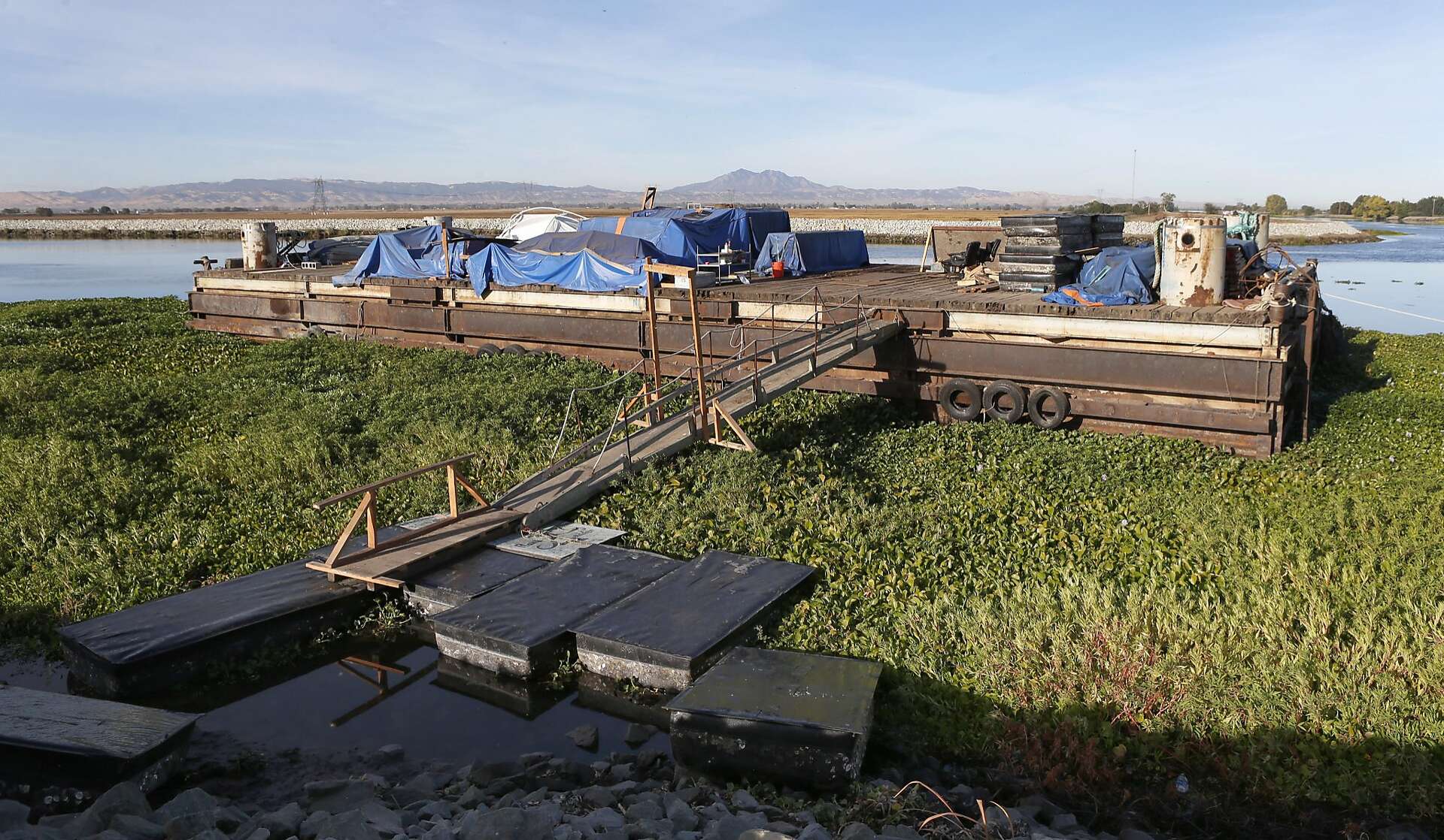 SF Bay ecosystem collapsing as rivers diverted, scientists report