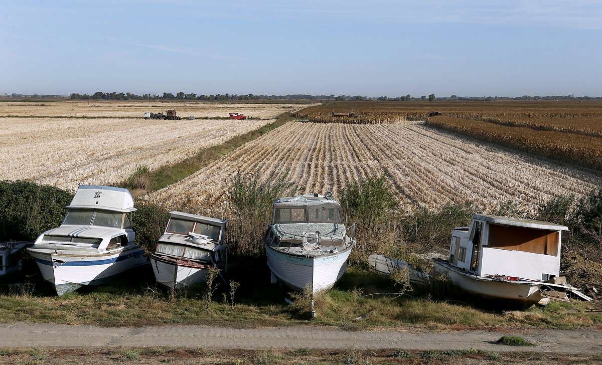 SF Bay ecosystem collapsing as rivers diverted, scientists report