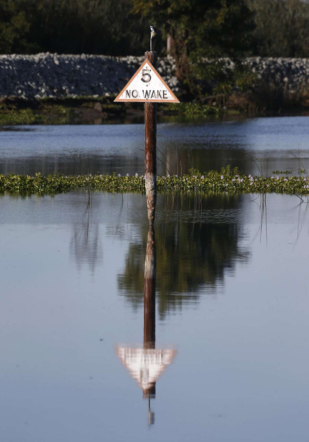 SF Bay ecosystem collapsing as rivers diverted, scientists report