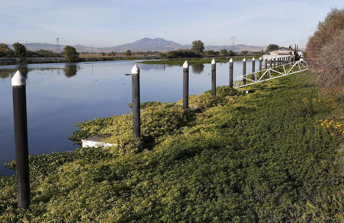 SF Bay ecosystem collapsing as rivers diverted, scientists report