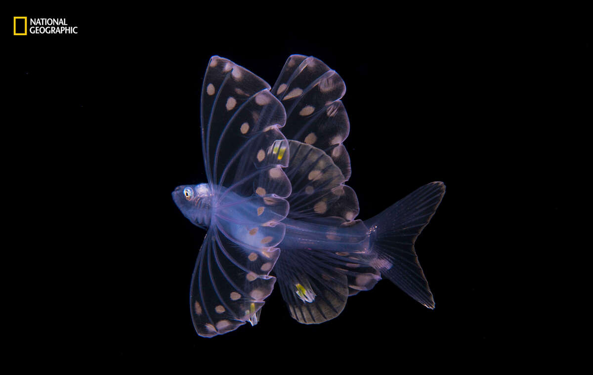 National Geographic releases incredible photos from their nature ...