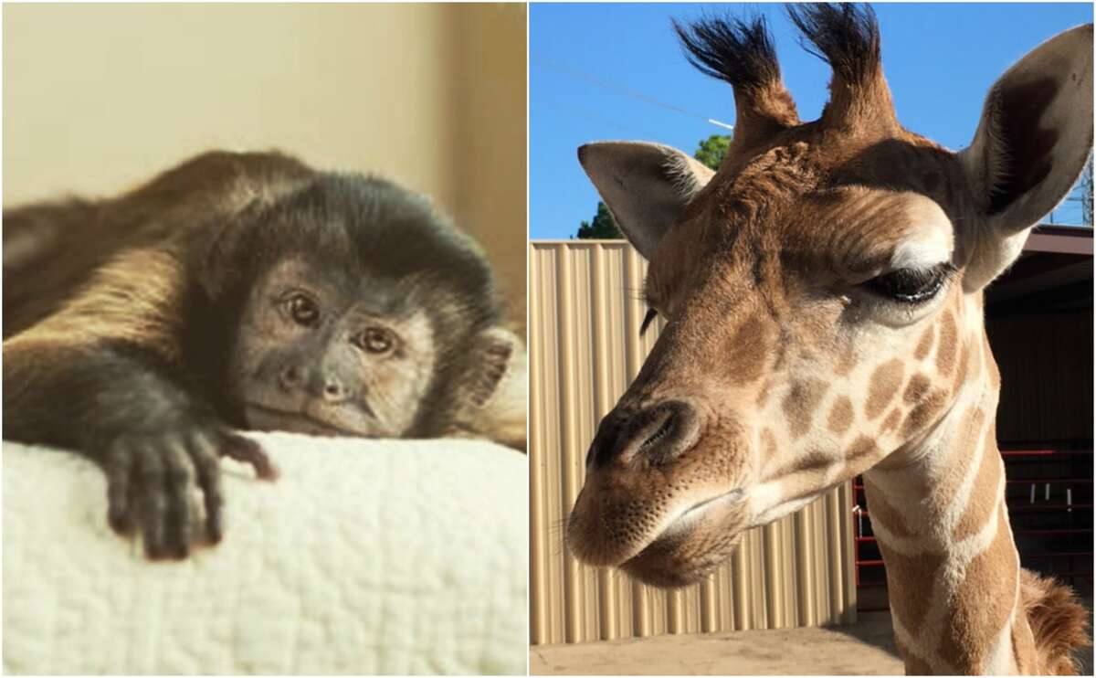 Mattress Mack and Linda McIngvale’s monkeys have new animal friends