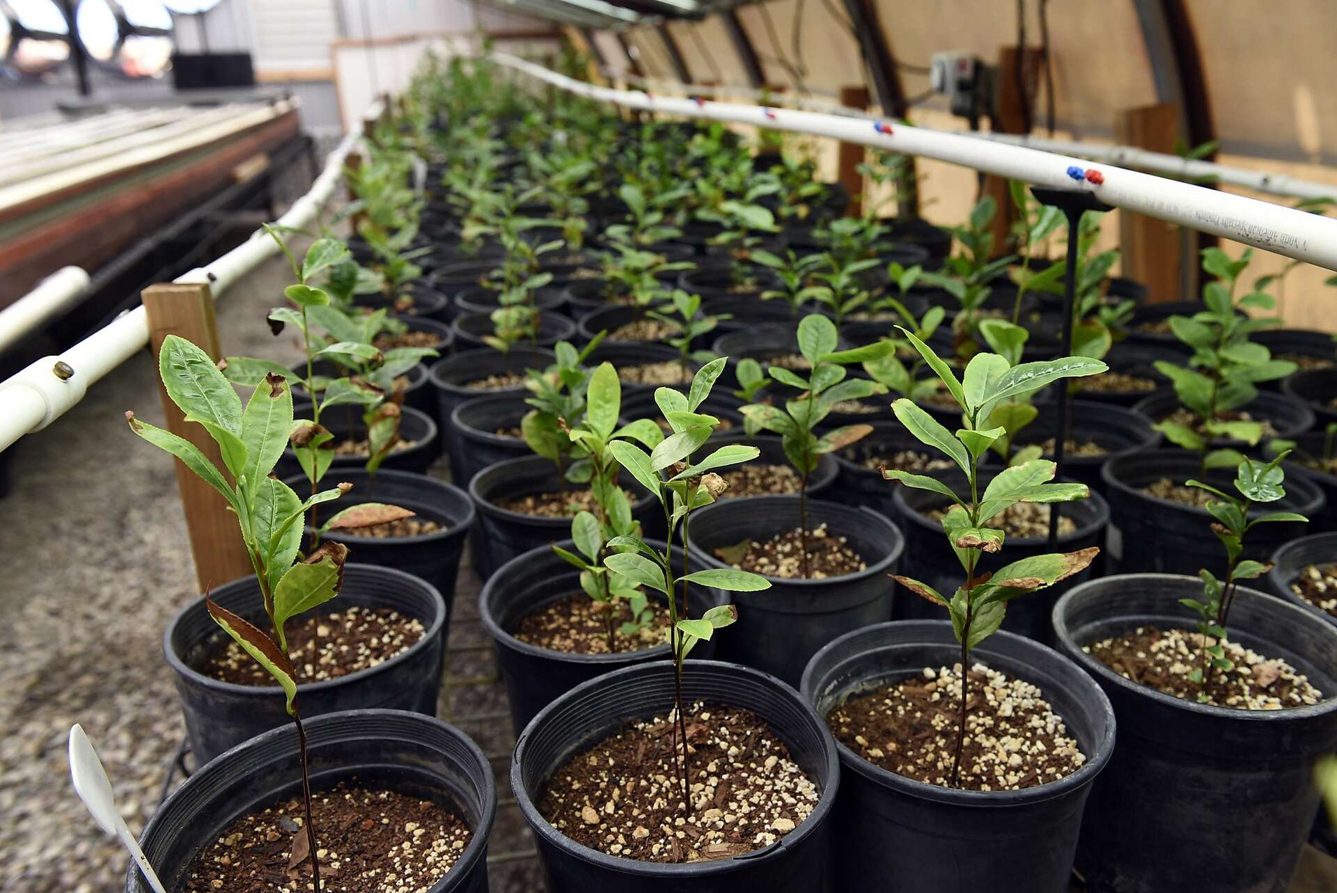 Roy Fong and the quest for a California tea farm