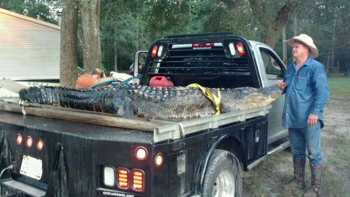 Dayton gator could be biggest ever captured in Texas