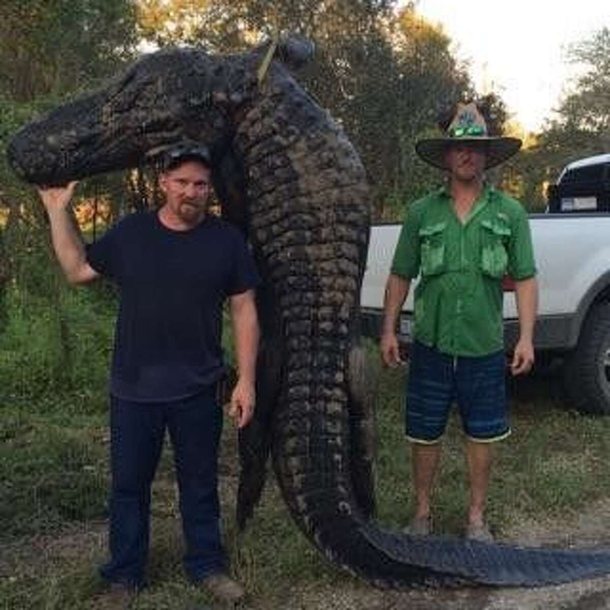 Dayton gator could be biggest ever captured in Texas