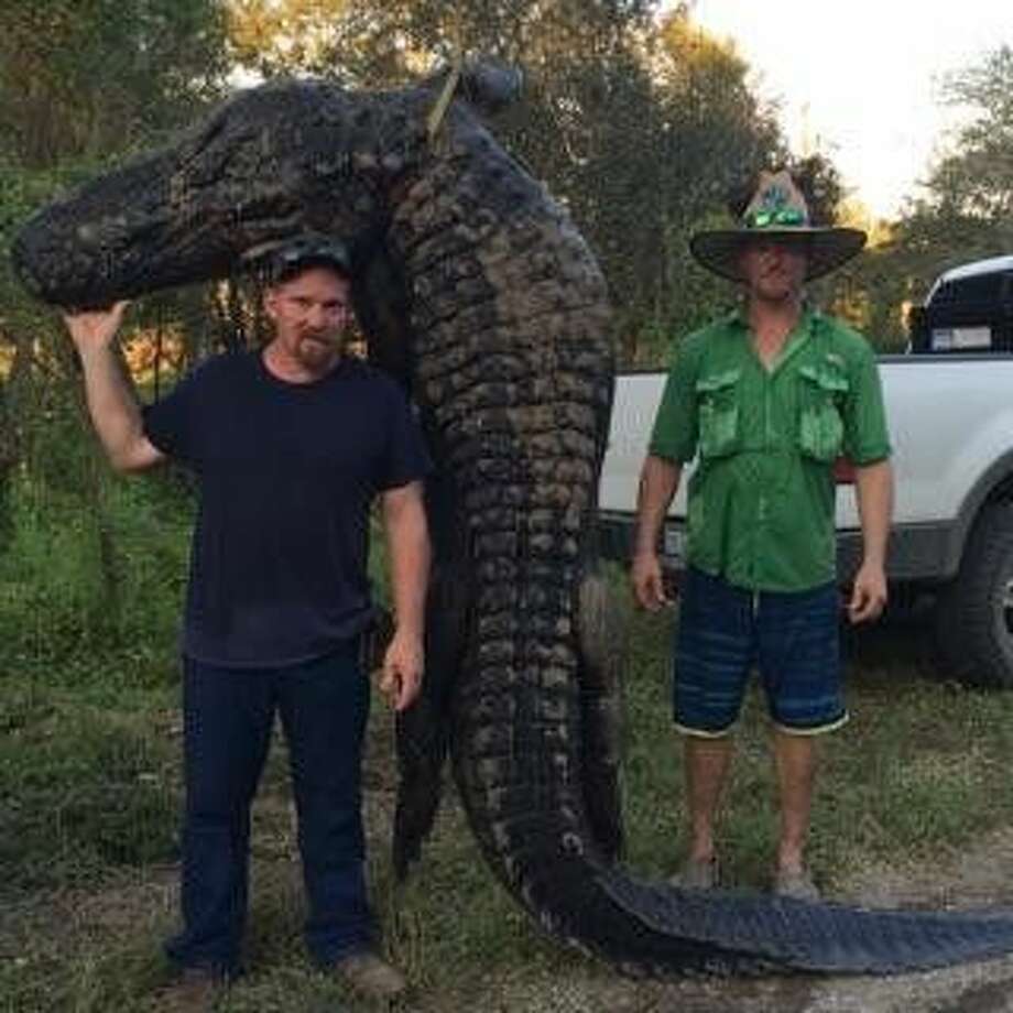 Dayton gator could be biggest ever captured in Texas - Houston Chronicle