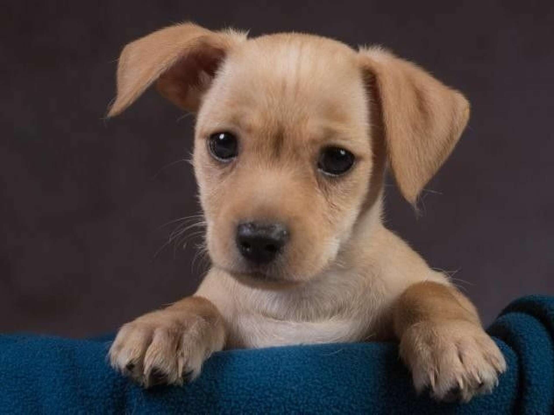 Dog names that perfectly define what it means to be from Texas