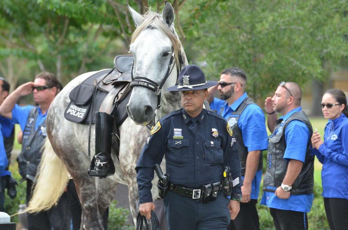 And the winner is...: HPD patrol horse with no name gets a Houston ...