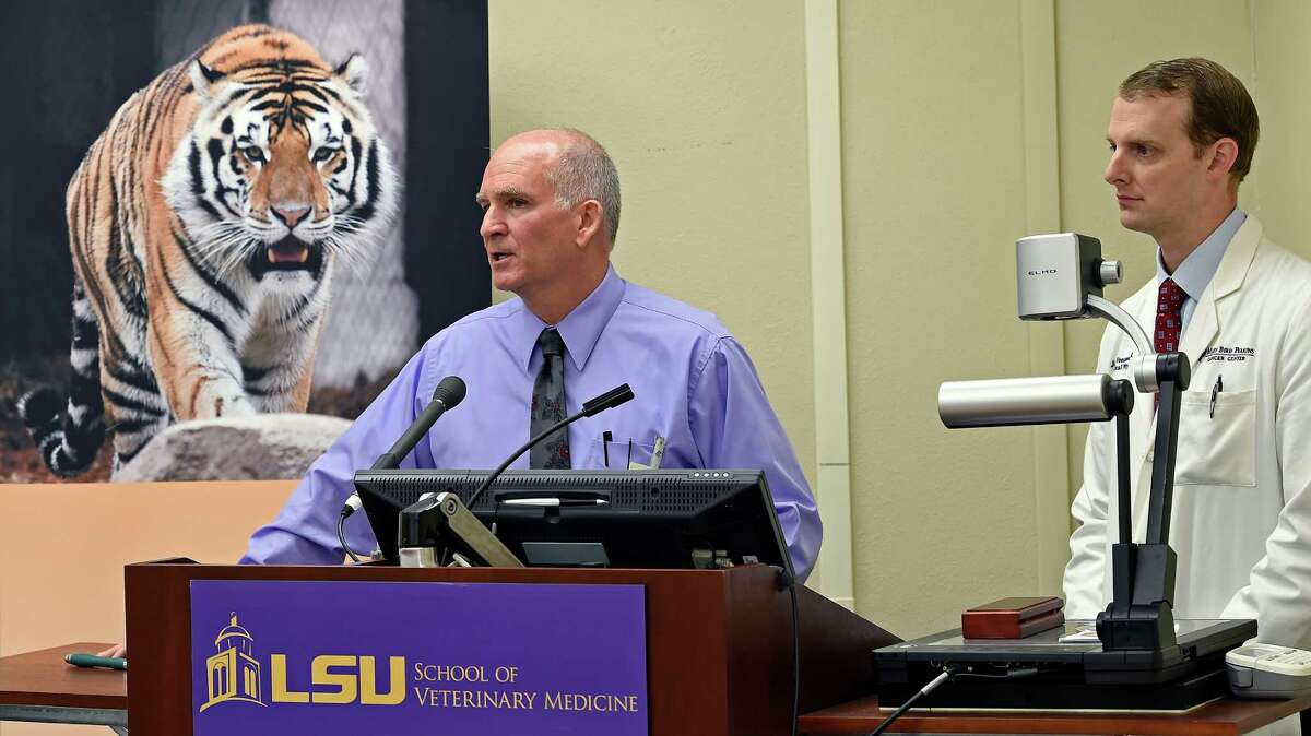 LSU's Mike the Tiger dies after cancer battle