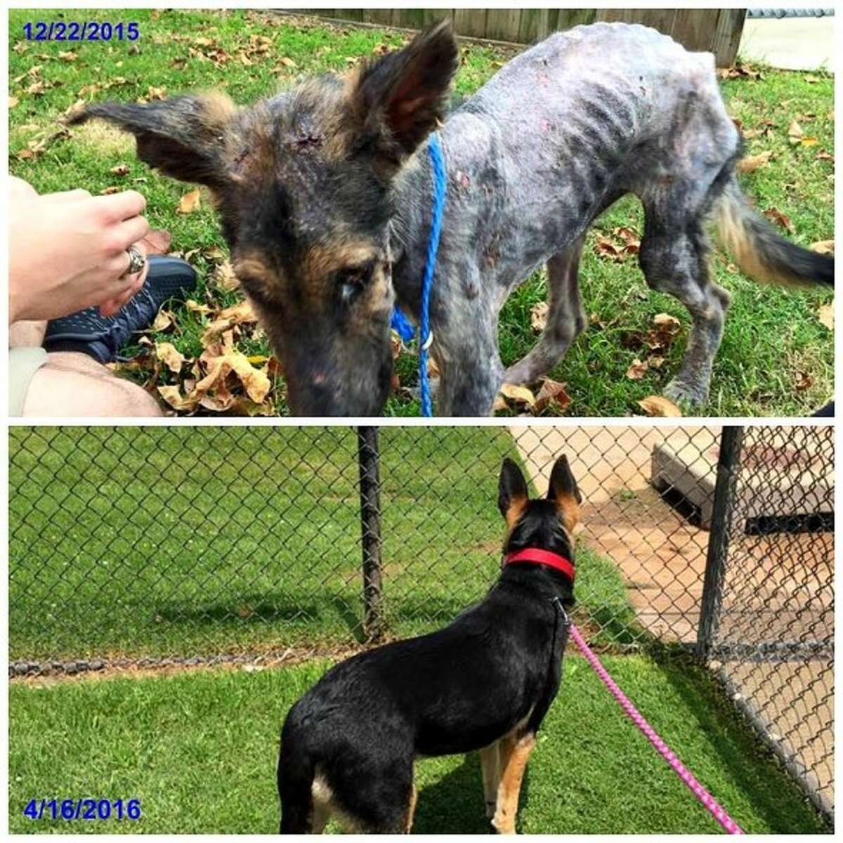 Video: Dog thrown over fence at Tomball animal rescue shelter