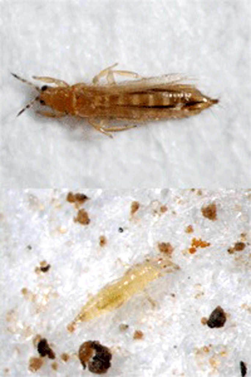 Monitor and treat early for cotton thrips