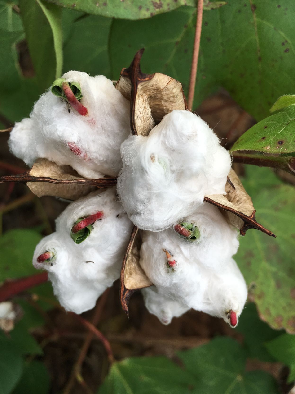 Wet conditions causing problems for cotton producers - Plainview Herald